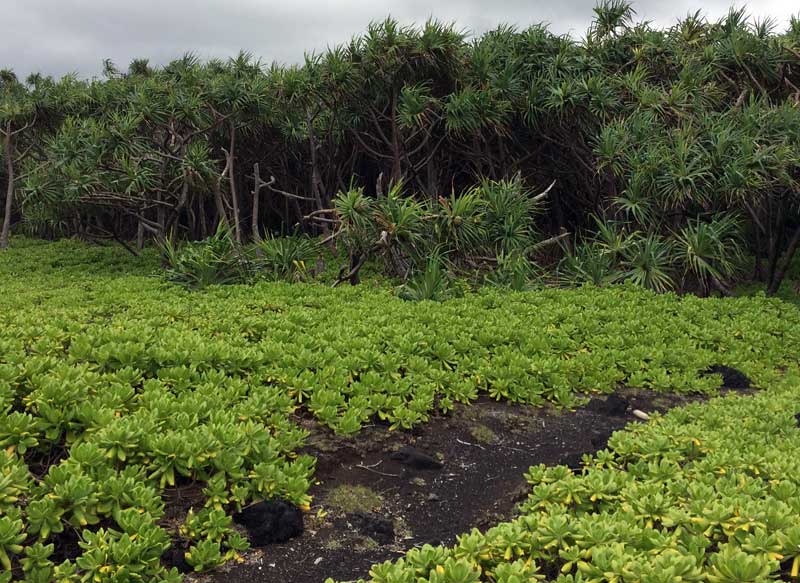 Landscaping Your Maui Home with Native Hawaiian Plants