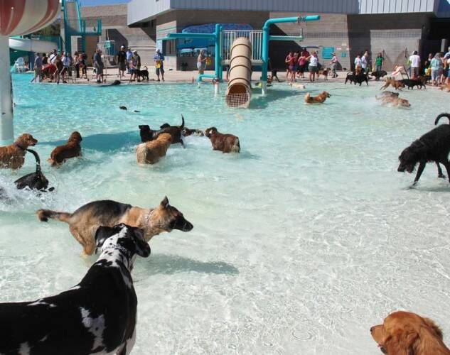How to Make Your Swimming Pool a Dog-Friendly Splash Zo