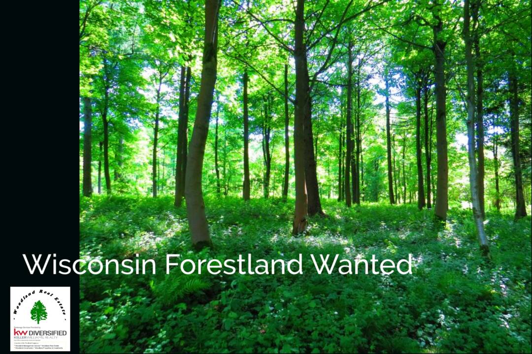 EAU CLAIRE COUNTY FOREST HUNTING & TIMBER LAND WANTED!