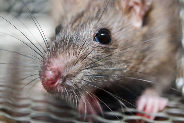 8 Pound Rats Roaming the Neighborhood