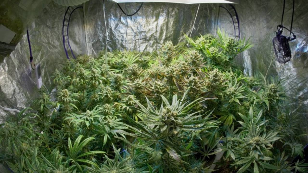Grow Houses