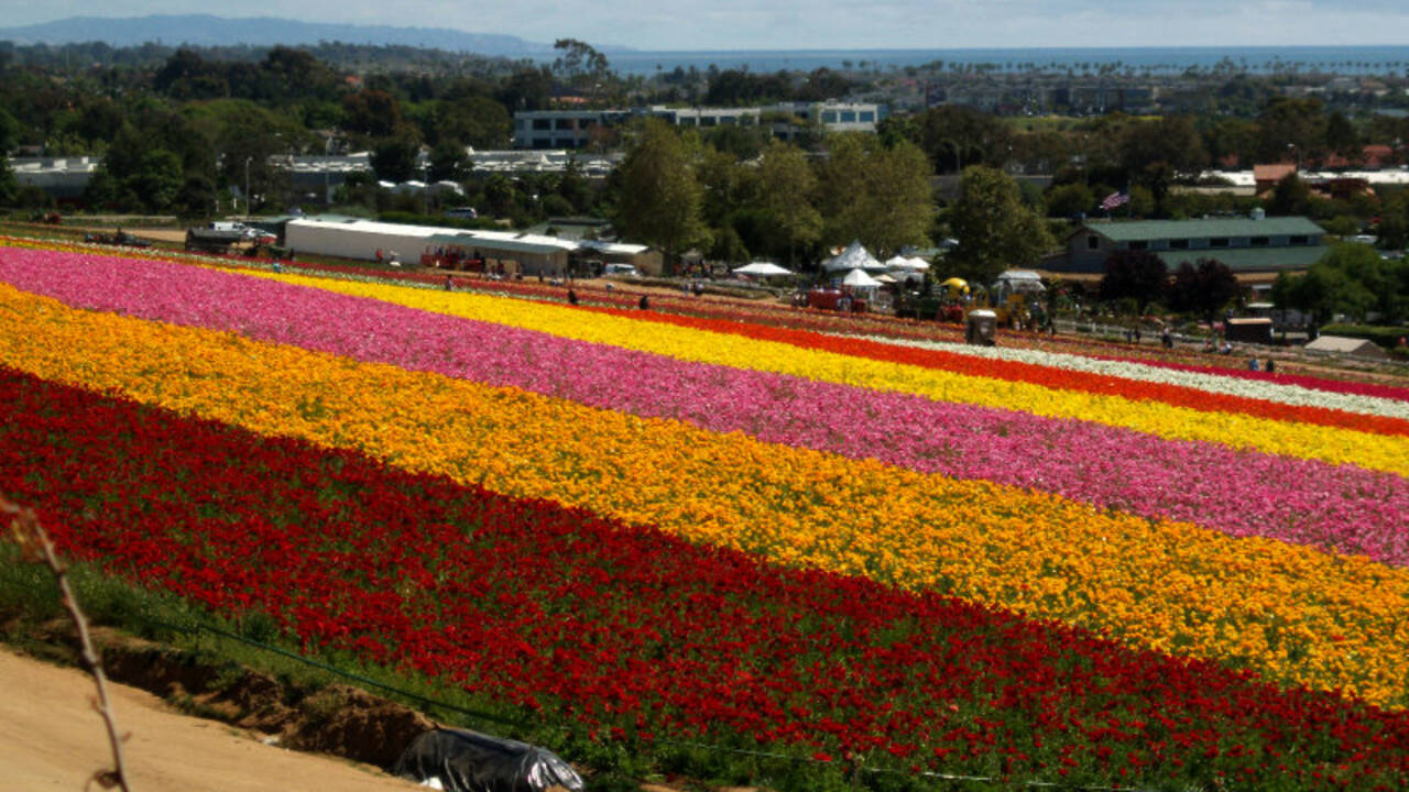 The Flower Fields at Carlsbad Ranch Open March 1, 2022