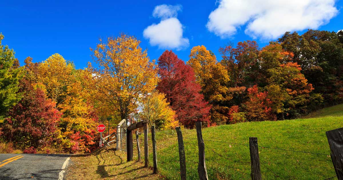 TREES & SHRUBS Fall Gardening – Tree & Shrub Care