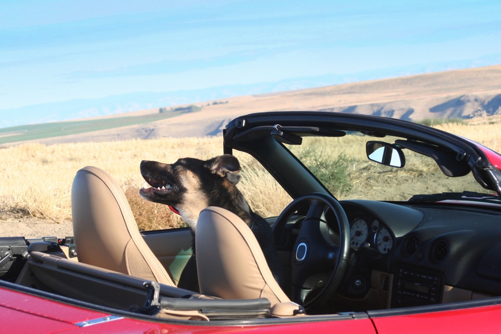 4 Tips for Moving Your Car