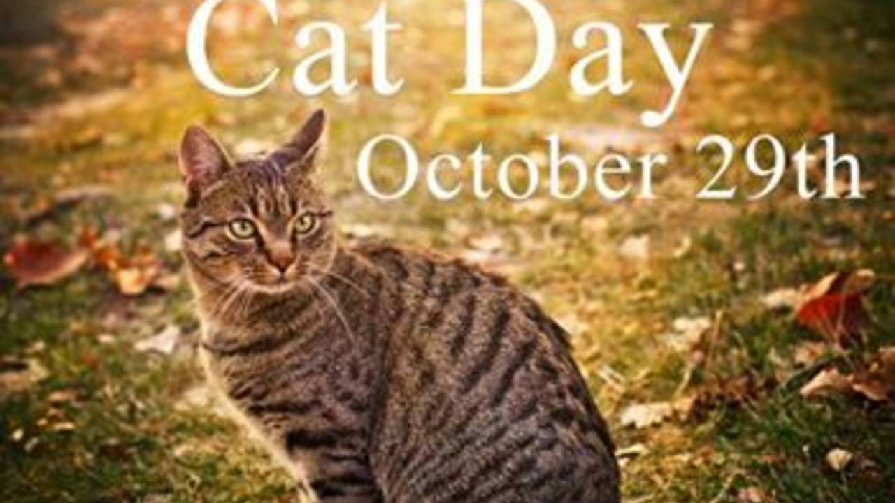 National Cat Day October 29th! Calling All Cat Lovers!