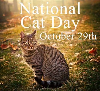 National Cat Day October 29th! Calling All Cat Lovers!