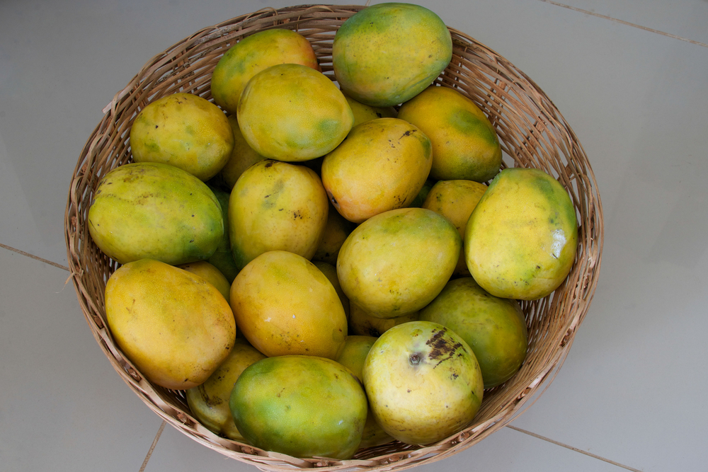 Eat African Mangos in Your Parkland Home