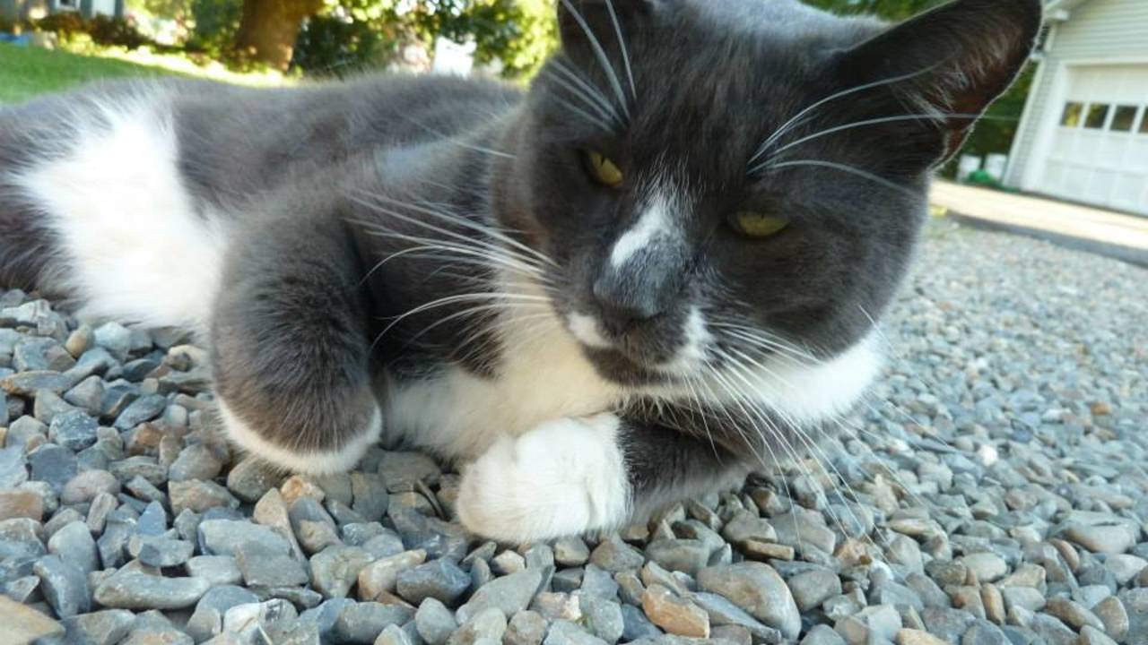 Ever Inherit A Cat, An Animal From A Real Estate Home S