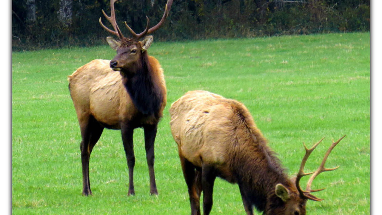 Speechless Sunday-Roosevelt Elk