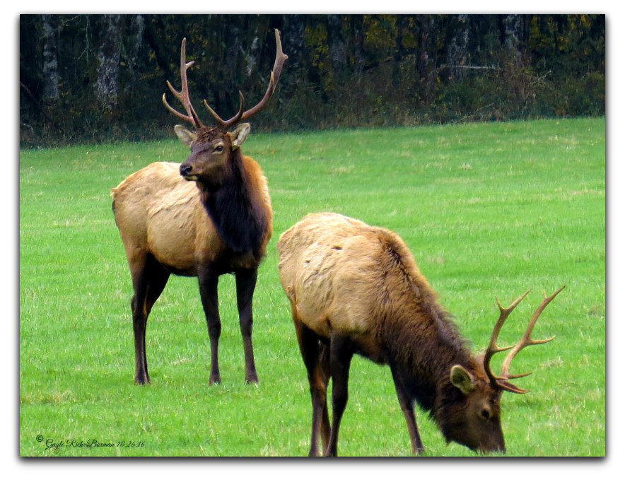 Speechless Sunday-Roosevelt Elk